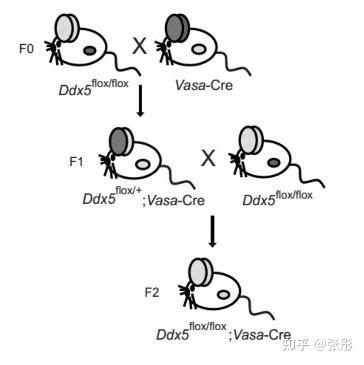 Cre小鼠和flox小鼠区别以及Cre-LoxP系统 - 知乎