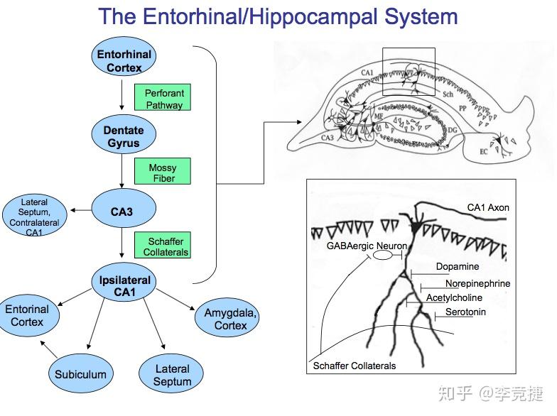 突触可塑性 Synaptic Plasticity: LTP - 知乎