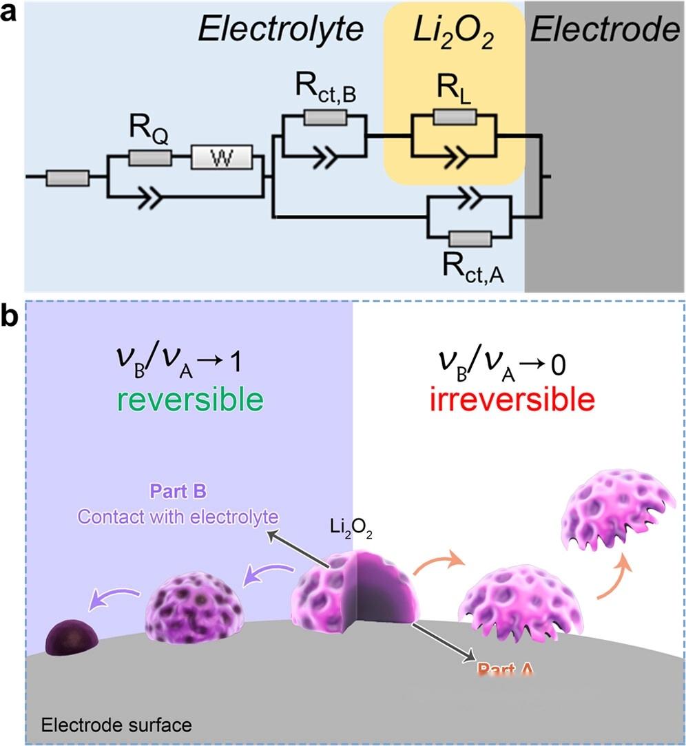 JACS：形貌对Li2O2分解位点影响 - 知乎