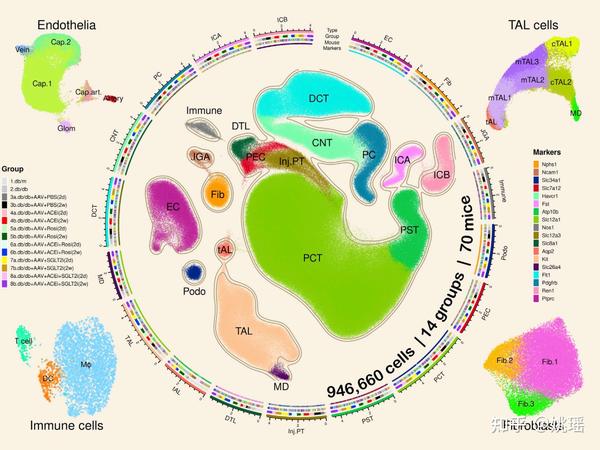 scRNA复现-惊艳的细胞注释umap图 - 知乎