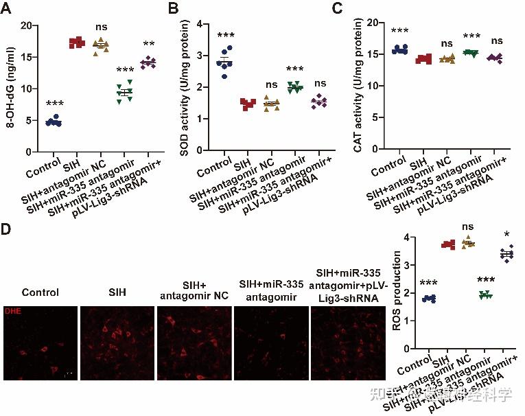 Redox Biol—杜东书/张帅团队揭示RVLM 环状RNA Galntl6通过miR-335/Lig3轴调控应激性高血压机制 - 知乎