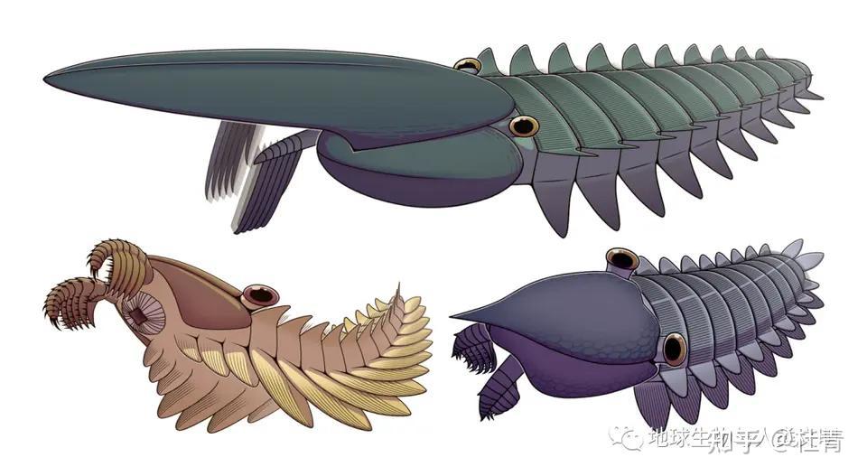 【动物界全系列】恐虾纲—放射齿目 - 知乎