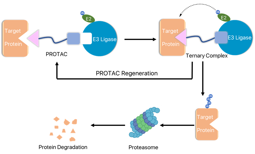Nat Comm | 可逆共价基团显著提高PROTAC分子在细胞内的累积与靶向参与作用 - 知乎