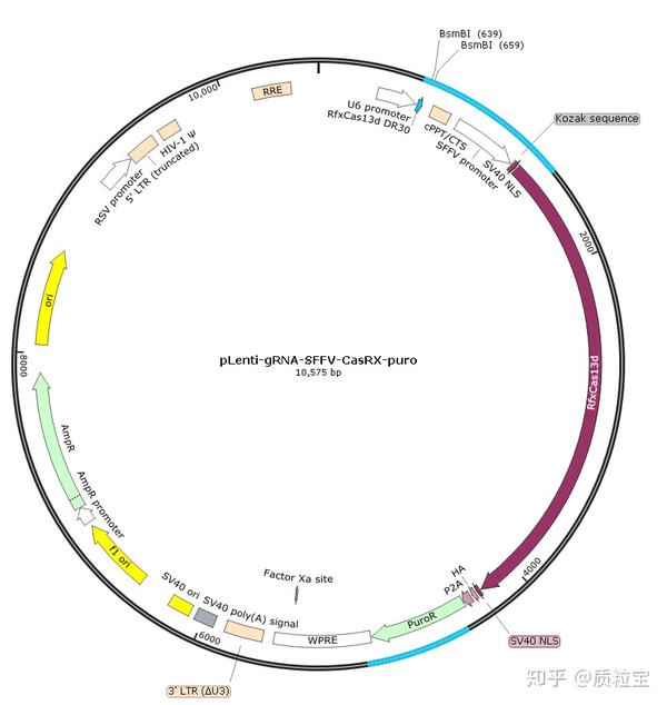 靶向RNA的CRISPR/CasRx - 知乎