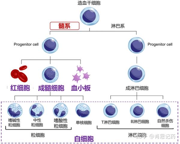 记住所有FDA生物药 | 靶CD33 ADC | Gemtuzumab ozogamicin 奥加吉妥珠单抗 | 急性髓系白血病 - 知乎