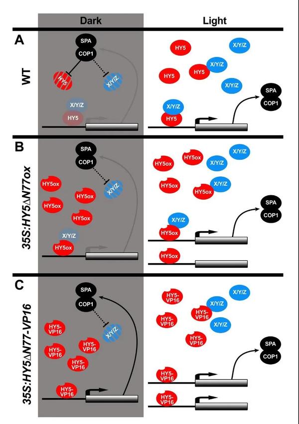 Plant Cell | 改进转录因子HY5转录调控模型，Chory实验室揭示HY5转录调控新机制 - 知乎