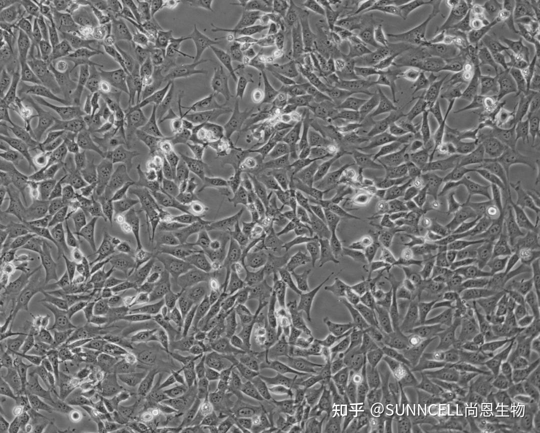 HT-22细胞传代后活力下降是为什么 - 知乎