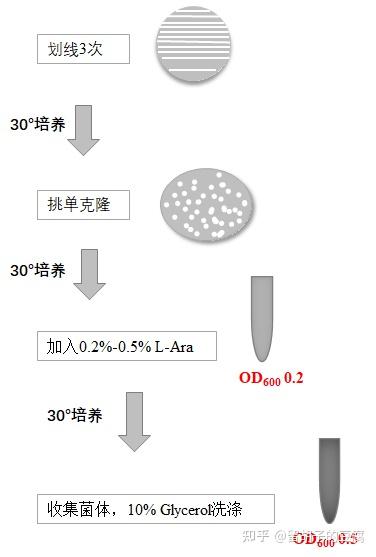 Red同源重组系统在大肠杆菌中敲除基因-终章 - 知乎