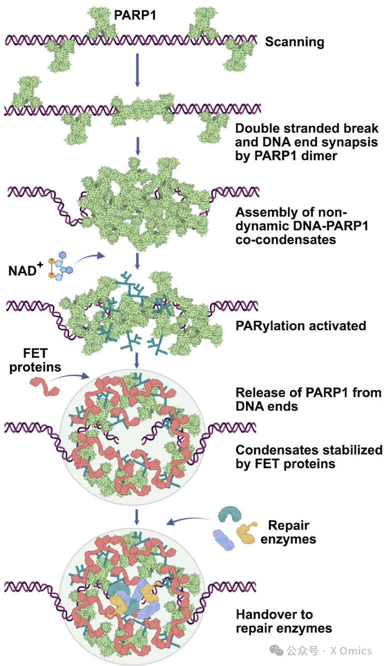 Cell｜PARP1-DNA 聚合物驱动 DNA 修复位点组装，以防止断裂的 DNA 末端分离 - 知乎