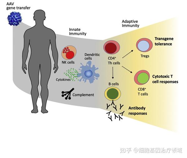转动AAV基因治疗载体的魔方 - 知乎
