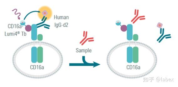 抗体药物研发(三)-抗体/补体依赖的细胞效应 - 知乎