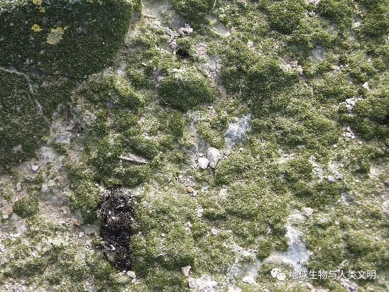 【原生生物界全系列-48】绿藻门—共球藻纲 - 知乎