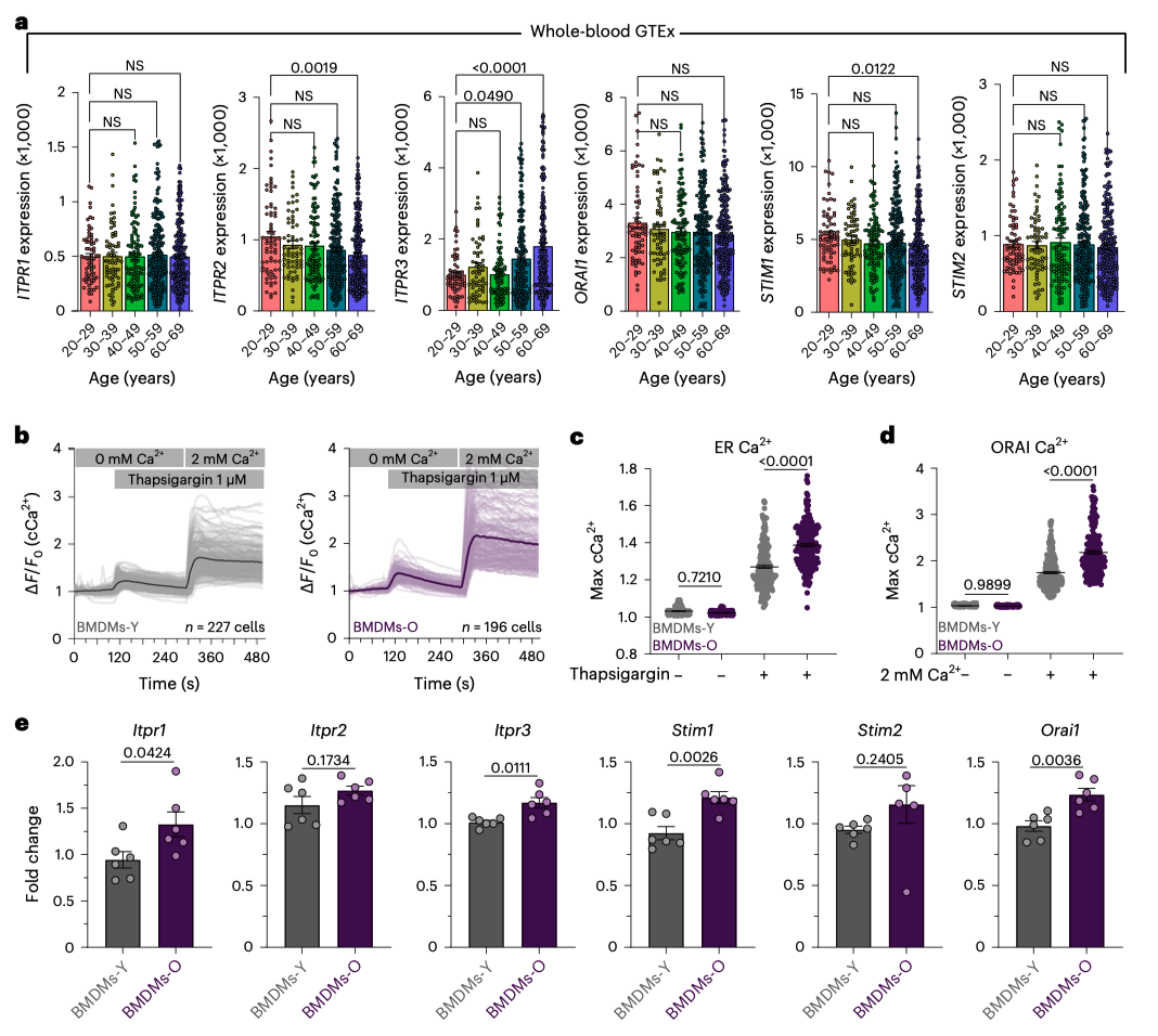 Nature Aging丨巨噬细胞线粒体钙吸收减少是炎症的主要驱动因素 - 知乎