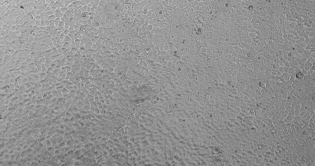 【新品上线】 CRISPR 家族又添新成员，ATTO闪“亮”登场 - 知乎