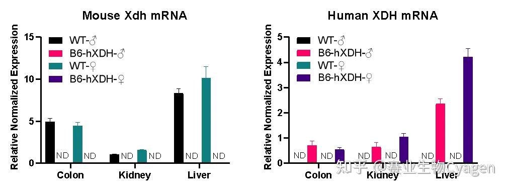 高尿酸血症与痛风靶向药物研究模型：XDH人源化小鼠 - 知乎