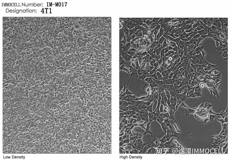 4T1细胞培养方法 - 知乎