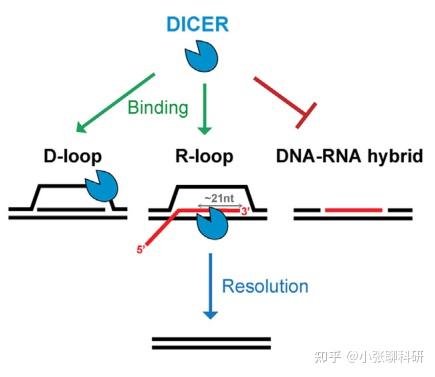 Mol Cell | 国自然新热点R-loop的机制设计怎么做？参考这篇文章就可以 - 知乎