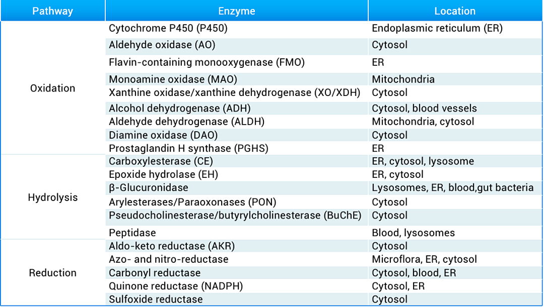 Non-P450酶介导的代谢研究和体外评估策略 - 知乎