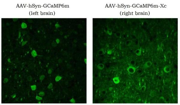 新一代无损伤钙离子探针“GCaMP-X” - 知乎