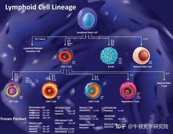 细胞系列【1】PBMC细胞的解读 - 知乎