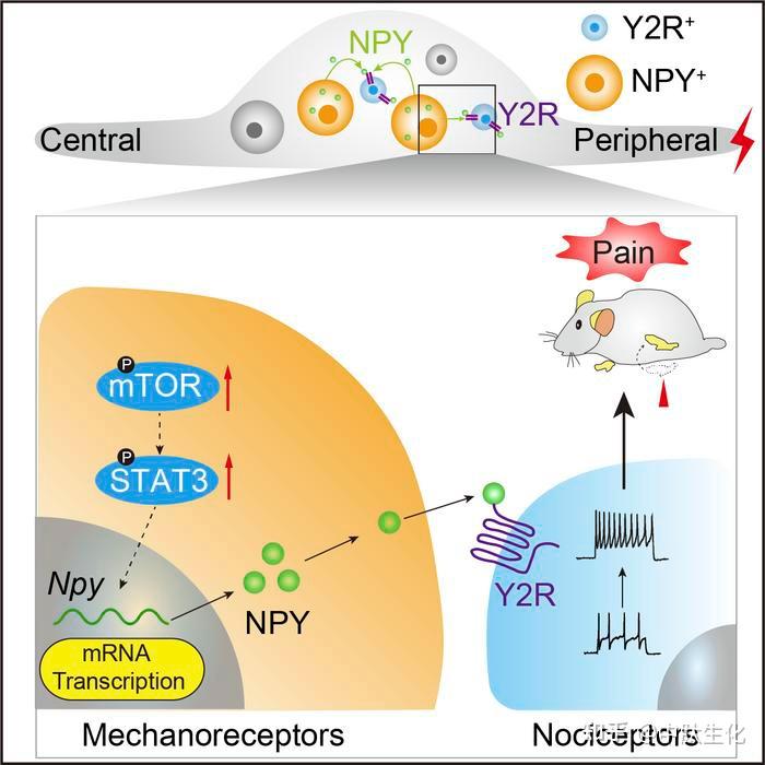 我国科学家揭示神经病理性疼痛新机制 - 知乎