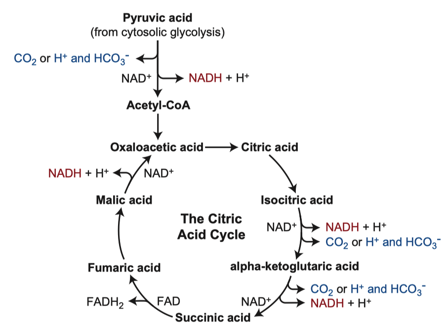 Anesthesiology丨三羧酸循环终产物是CO2还是HCO3- + H+？ - 知乎