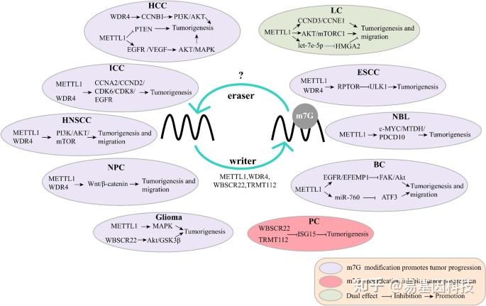 易基因： RNA m7G甲基化修饰的生物学功能及其在癌症中的作用｜综述 - 深圳市易基因科技 - 博客园
