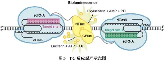 传说中的CRISPR/Cas分子诊断技术到底是个啥？ - 知乎