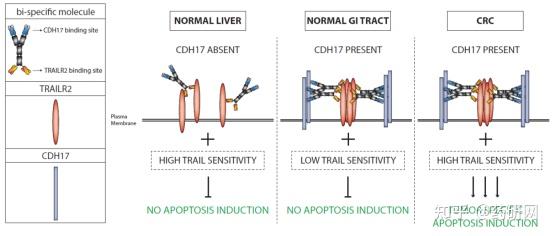 实体瘤靶点新秀：CDH17 - 知乎