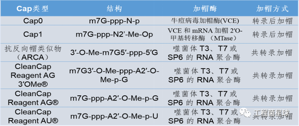 【耀文解读】一文读懂|不同IVT RNA(mRNA, saRNA, circRNA)的差异 - 知乎