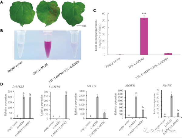 【Front Plant Sci】LvMYB5 和 LvMYB1转录因子调控百合花青素合成 - 知乎