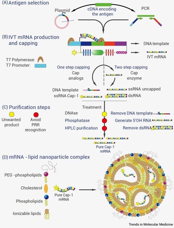 mRNA 疫苗技术：对抗癌症新利器 | MedChemExpress - 知乎
