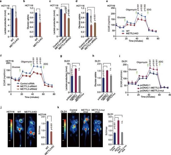 MOL CANCER | m6A依赖性糖酵解促进结直肠癌的进展 - 知乎