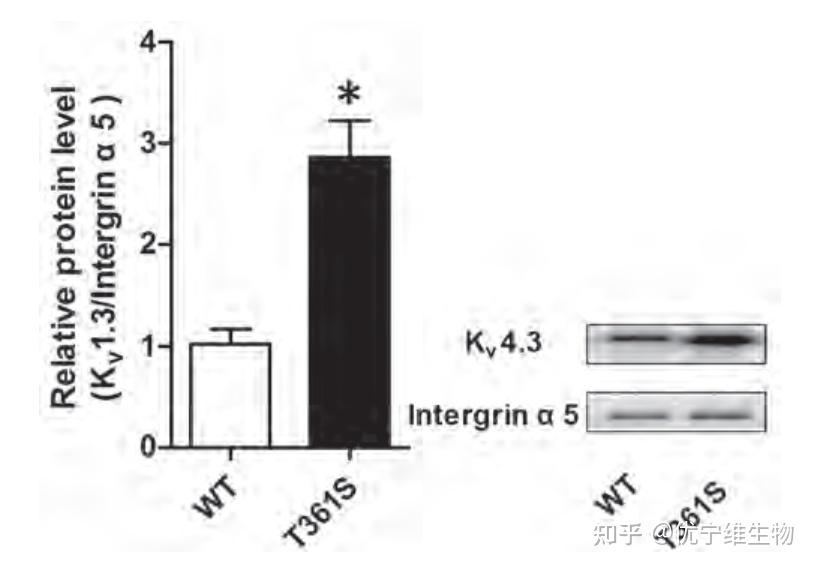 衰老与离子通道：钾离子通道KV4在衰老过程中连接认知功能下降和心功能障碍 - 知乎