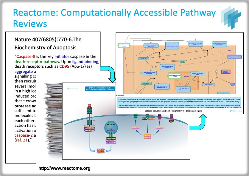 顶刊精读 | The Reactome Pathway Knowledgebase 2024 - 知乎