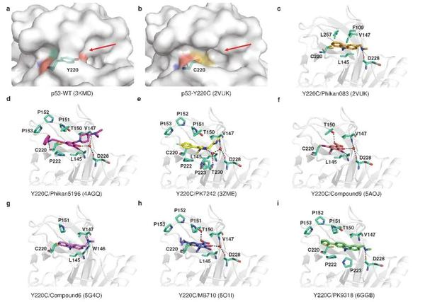 STTT 综述︱中南大学湘雅医院陈永恒/危蝴蝶团队评述抑癌基因TP53的新进展 - 知乎