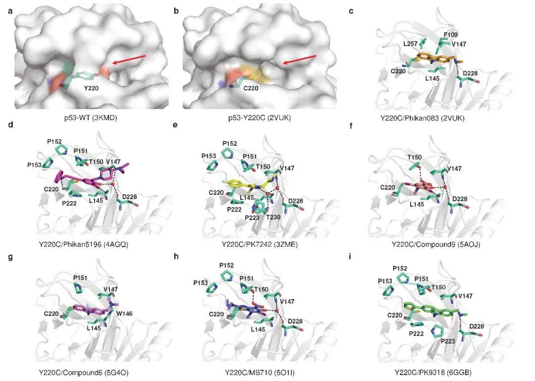 STTT 综述︱中南大学湘雅医院陈永恒/危蝴蝶团队评述抑癌基因TP53的新进展 - 知乎