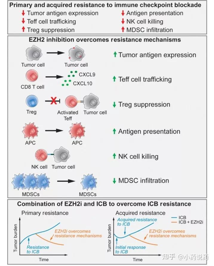 小药谈肿瘤免疫：EZH2 - 知乎