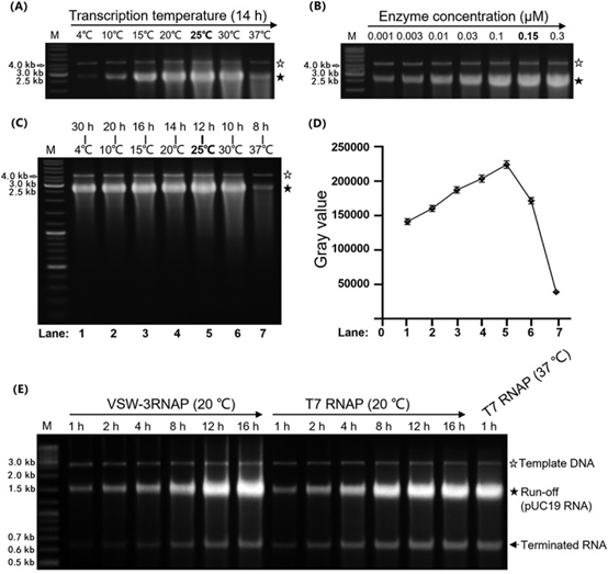 【耀文解读】mRNA IVT篇-VSW-3 RNA聚合酶在IVT中减少dsRNA副产物 - 知乎