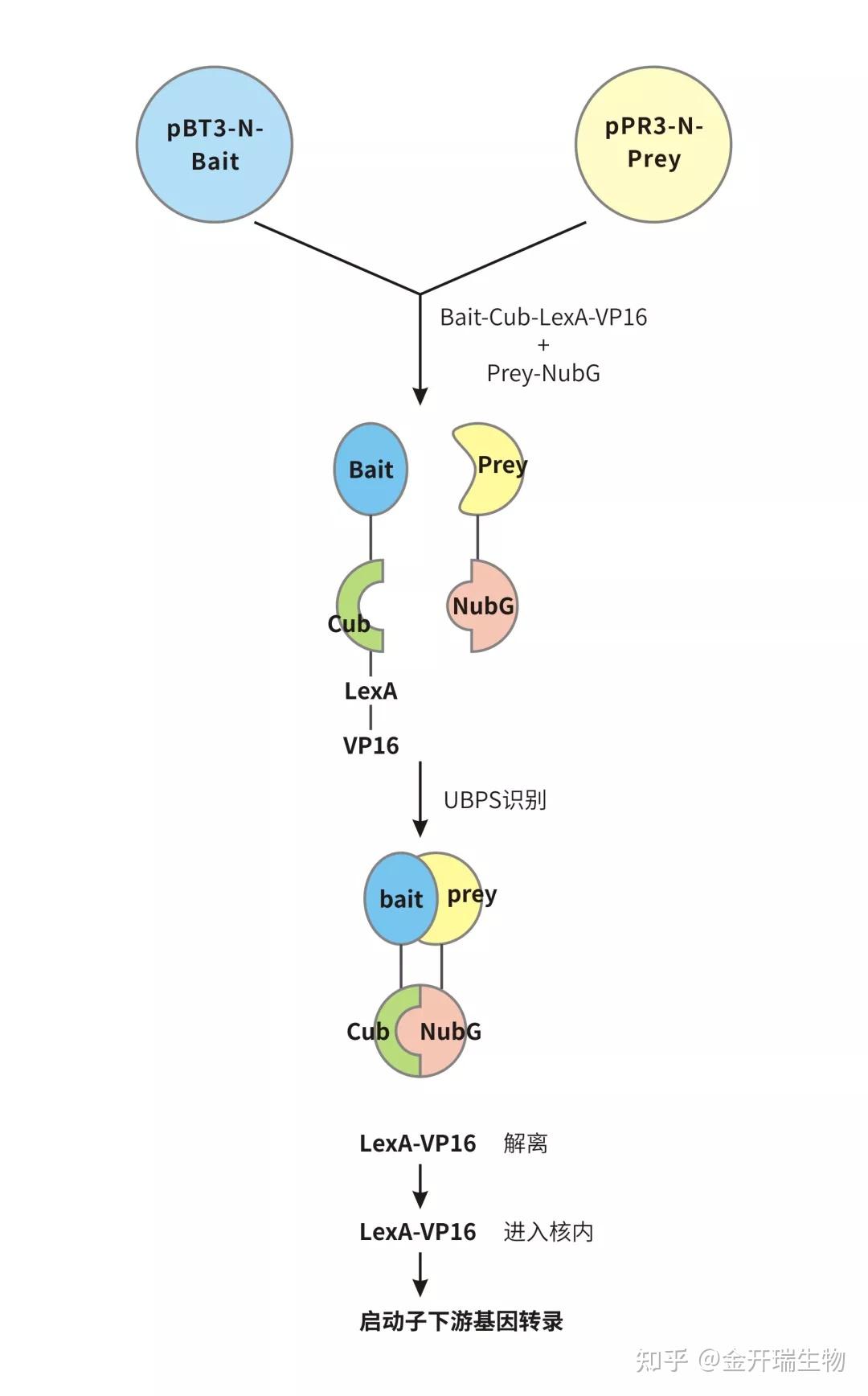 【支招】膜体系酵母双杂载体怎么选？ - 知乎