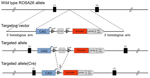 Cre-loxP妙用，可视化mRNA递送 - 知乎