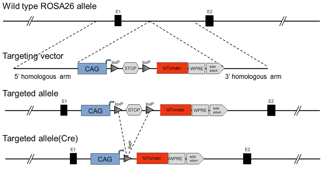 Cre-loxP妙用，可视化mRNA递送 - 知乎