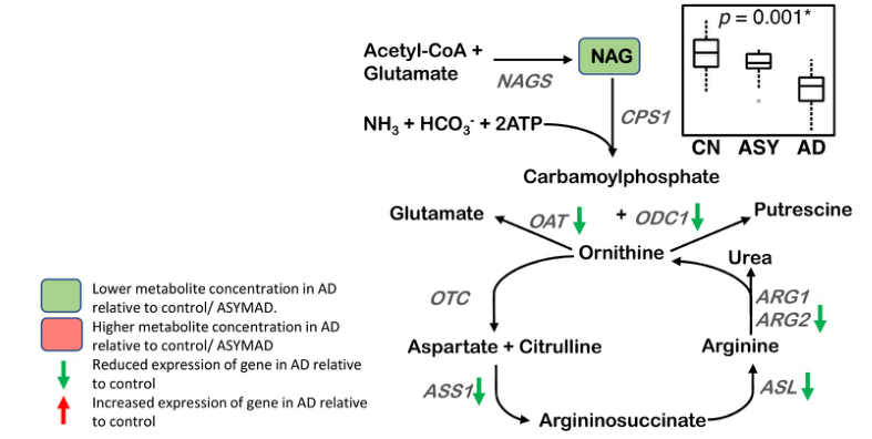 PLoS Med｜转录组+代谢组又一力作——阿尔兹海默症转甲基化及多胺通路代谢失调 - 知乎