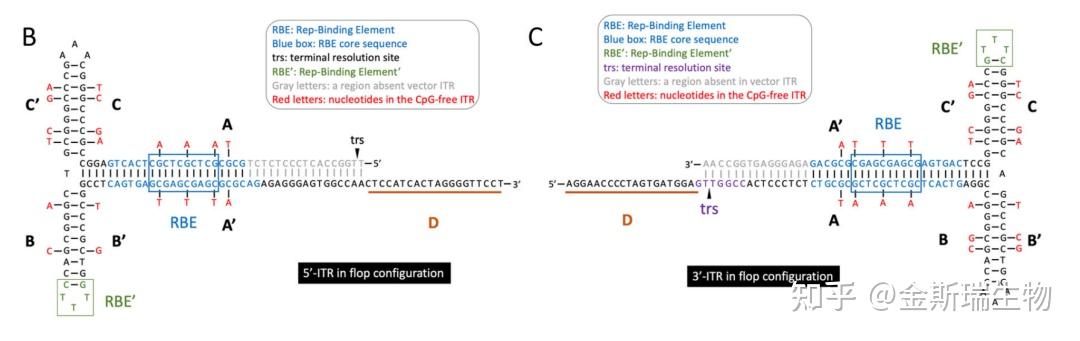 Nature子刊：人工合成的ITR 可用于AAV载体构建，有望改善基因疗法 - 知乎