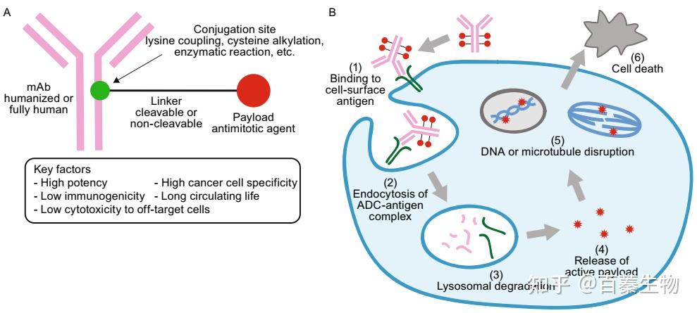 百小蓁课堂 | 基于质谱技术的抗体偶联药物（ADC）分析策略 - 知乎