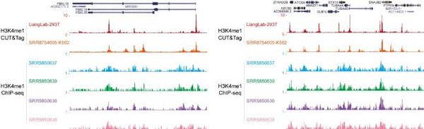 CUT&Tag：一种全新的研究DNA-蛋白质互作技术，一招教您解决ChIP-Seq带来的苦恼！ - 知乎