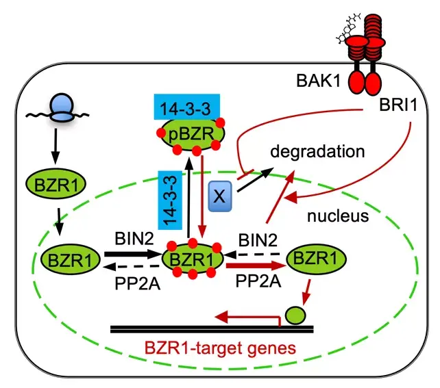 PNAS | 完善BR信号转导调控分子机制！汤文强课题组揭示BR调节BZR1核质穿梭和蛋白稳定性的新机制 - 知乎