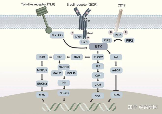 共价和非共价：BTK抑制剂的发展与应用 - 知乎