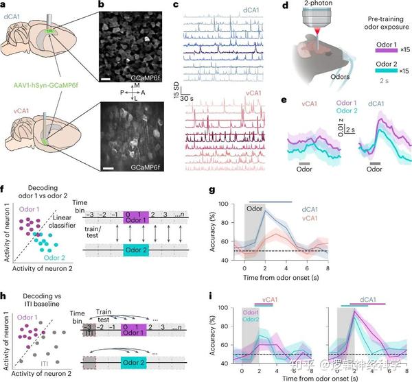 Nat Neurosci︱加州大学旧金山分校团队：海马背侧和腹侧关联学习的神经动力学新发现 - 知乎
