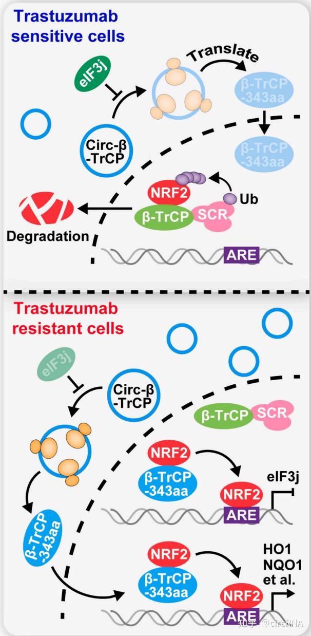 Redox Biol丨研究人员揭示环状RNA中潜藏的新型 β-TrCP 蛋白异构体赋予 HER2 乳腺癌患者曲妥珠单抗耐药性 - 知乎